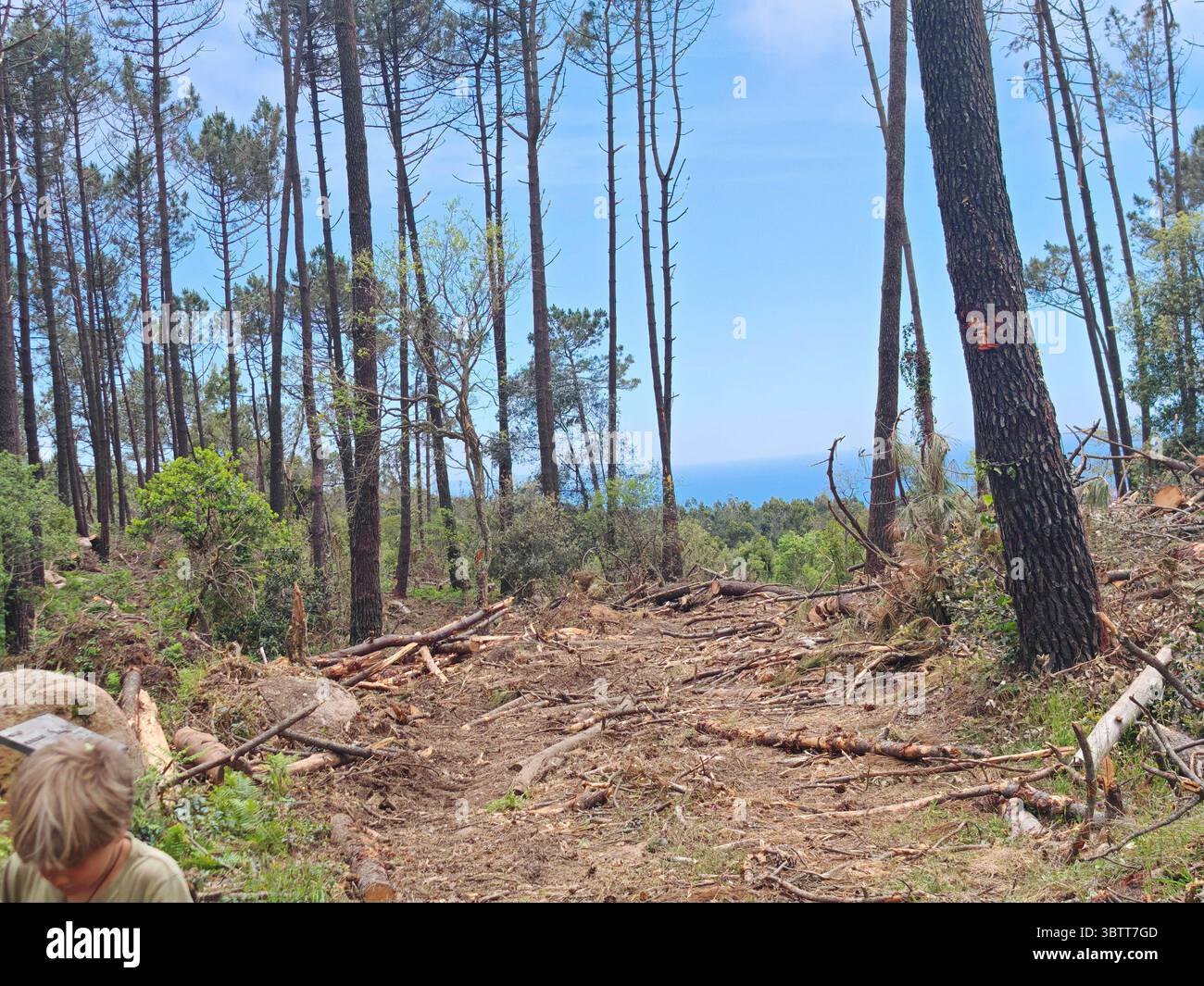 cleanup work after a storm, tree damage in the forest cleanup after ...