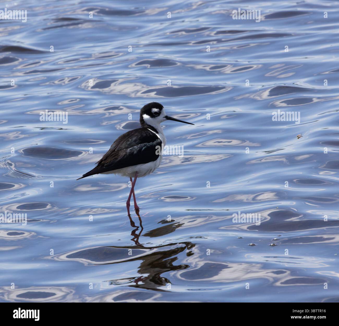 Black necked stilt in solitary natural vertical portrait with copy ...