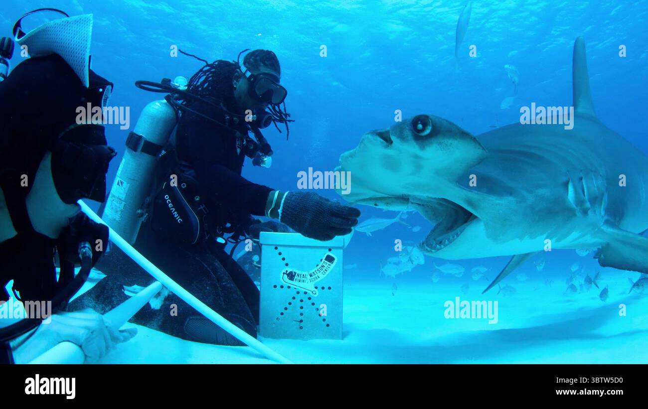 ALL THE SHARKS, The Grand Fin-Ale', (Season 1, ep. 106, aired July 4 ...