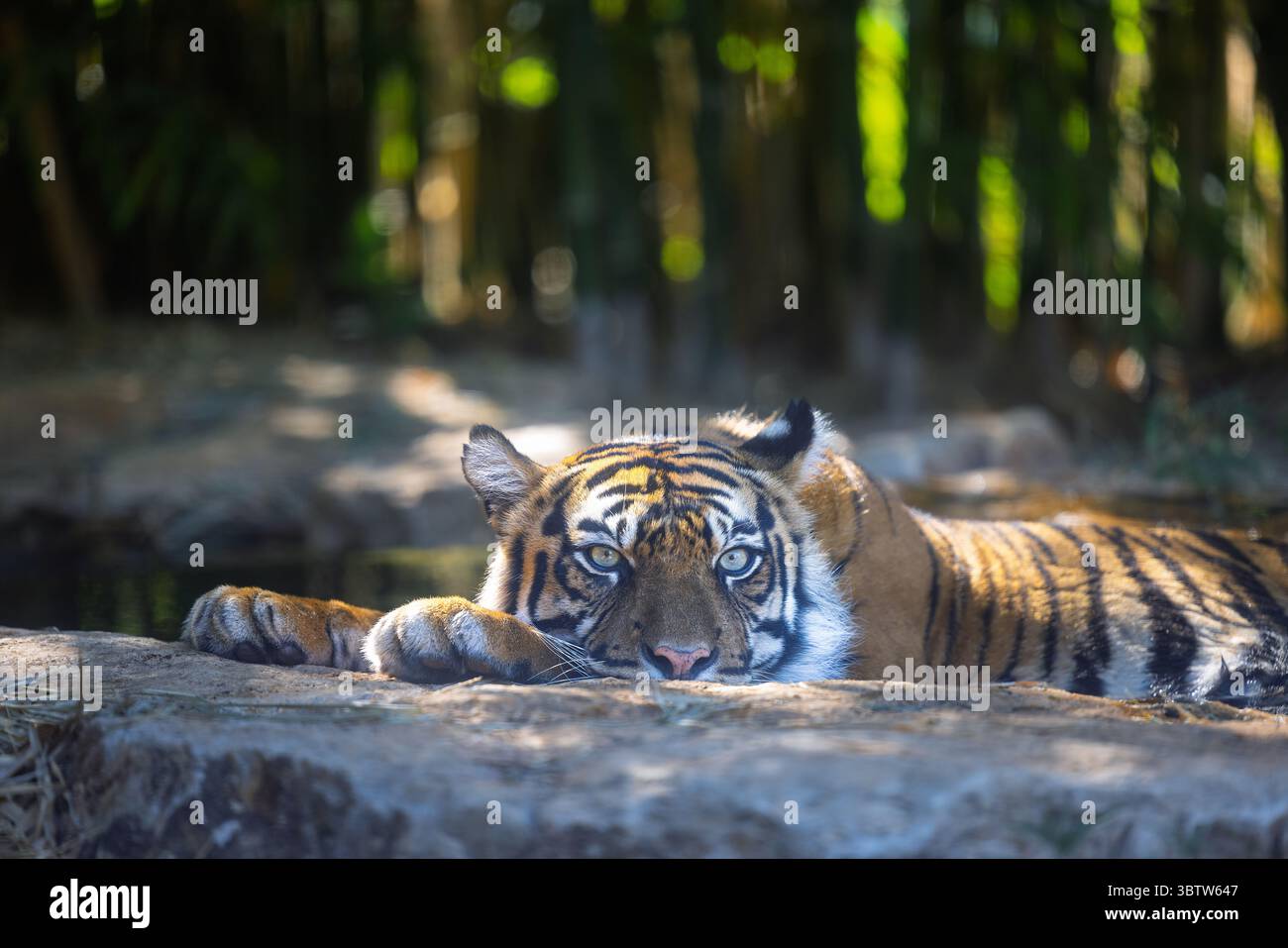 Safari Ramat-Gan Israel, 3 July 2025 - Bengal Tiger Resting Peacefully ...
