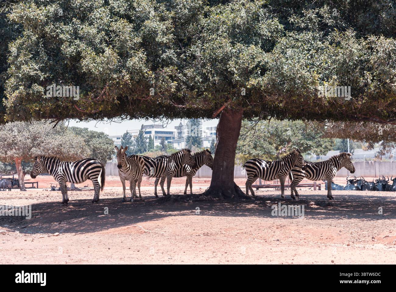 Safari Ramat-Gan Israel, 3 July 2025 - Zebras Resting Under a Large ...