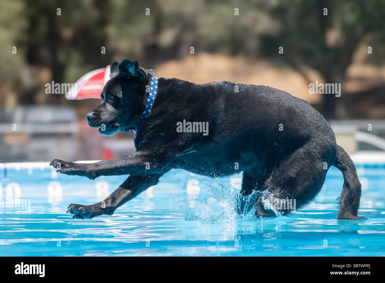 Labrador retriever landing in a swimming pool during a dock diving ...