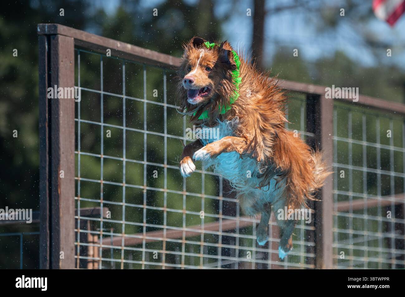 Dog with a green wrap around it's neck after jumping off a dock Stock ...
