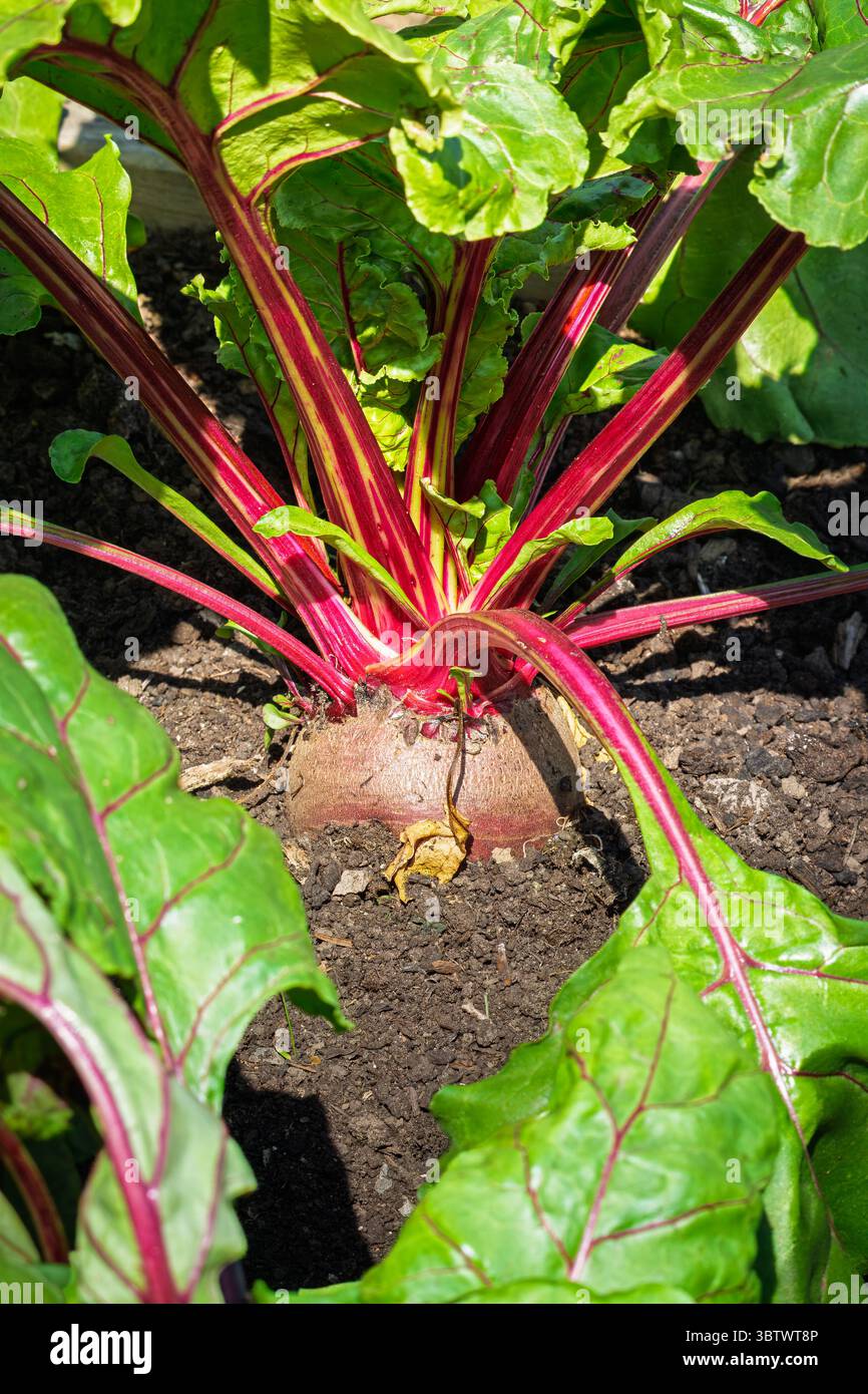 Beetroots almost ready to Harvest, Stakeford, Northumberland July 2025 ...