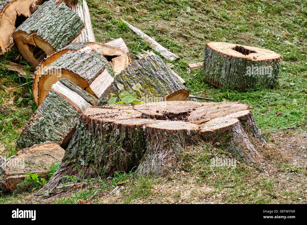 A large tree stump stands surrounded by freshly cut logs in a woodland ...