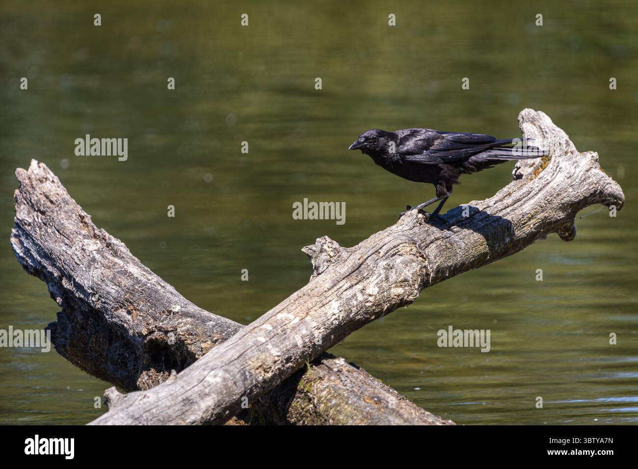 Crows on Log at Whitaker Ponds Nature Park in Portland, Oregon Stock ...