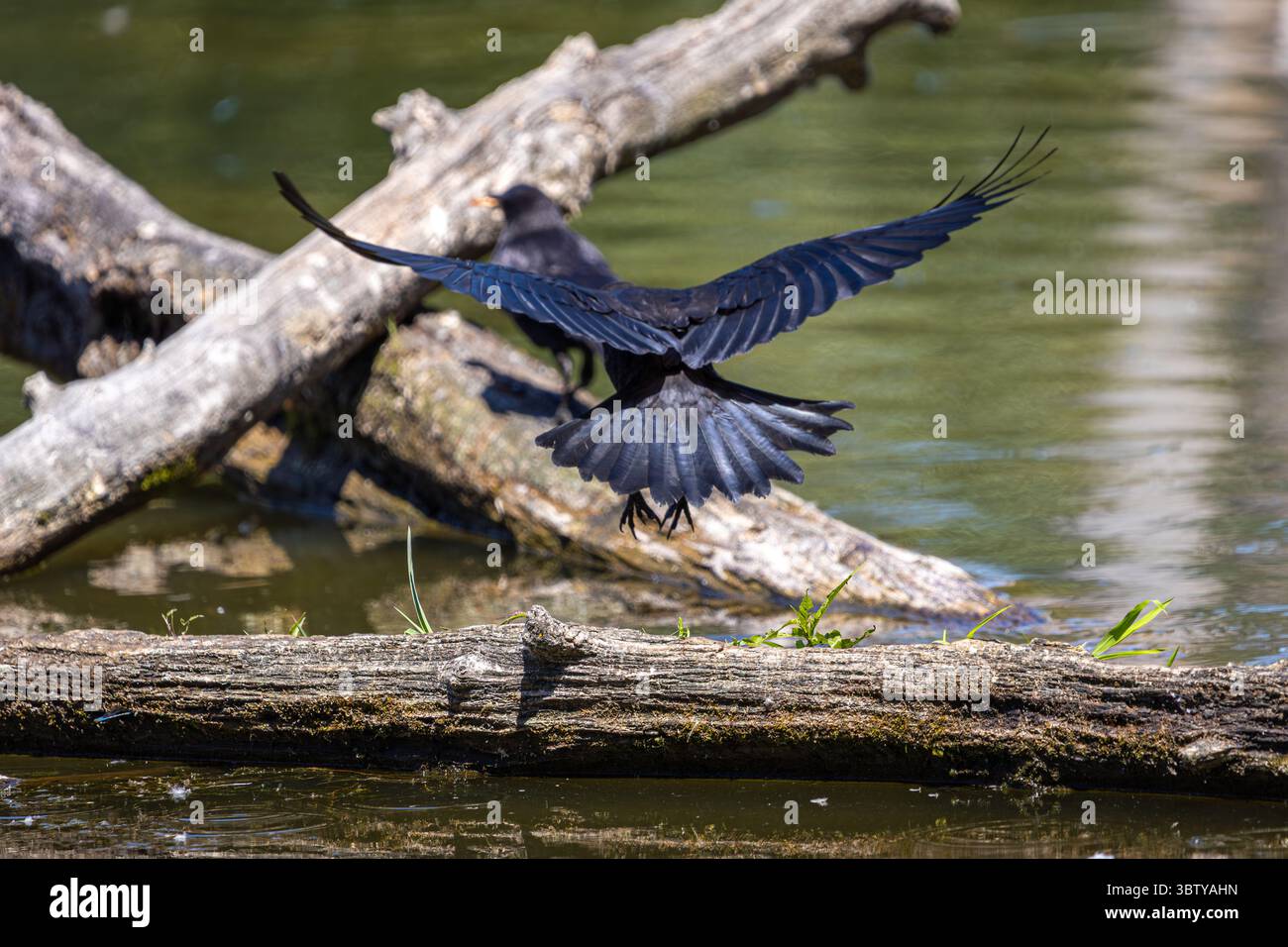 Crow landing hi-res stock photography and images - Alamy