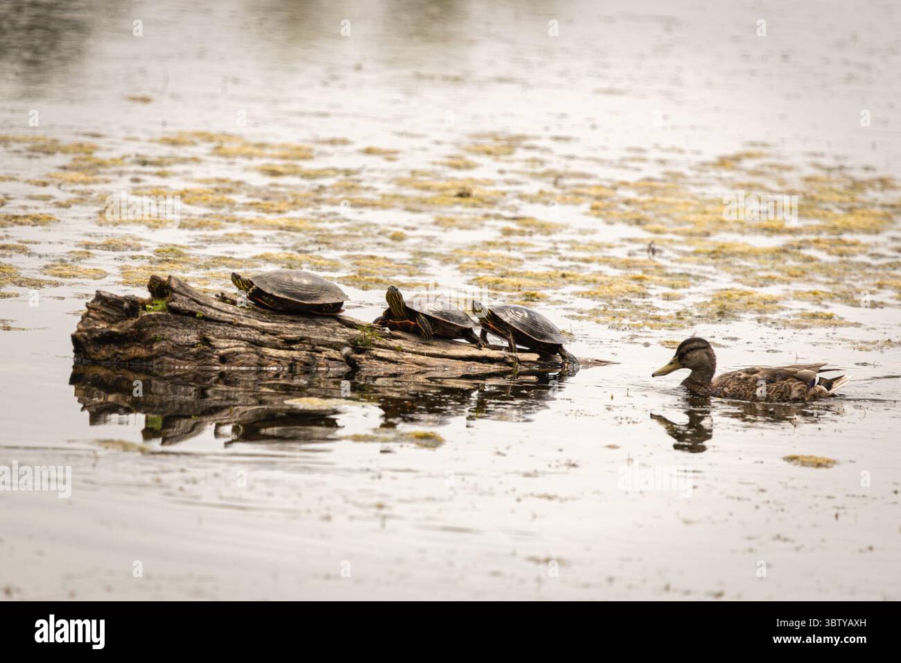 Mixed species interaction hi-res stock photography and images - Alamy