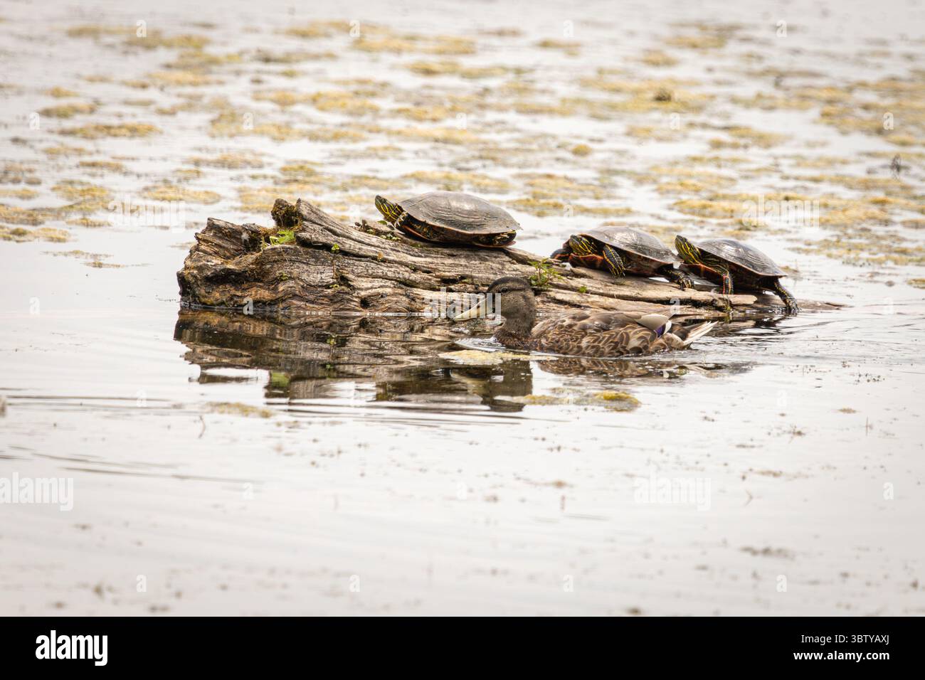 Three turtles photo hi-res stock photography and images - Alamy