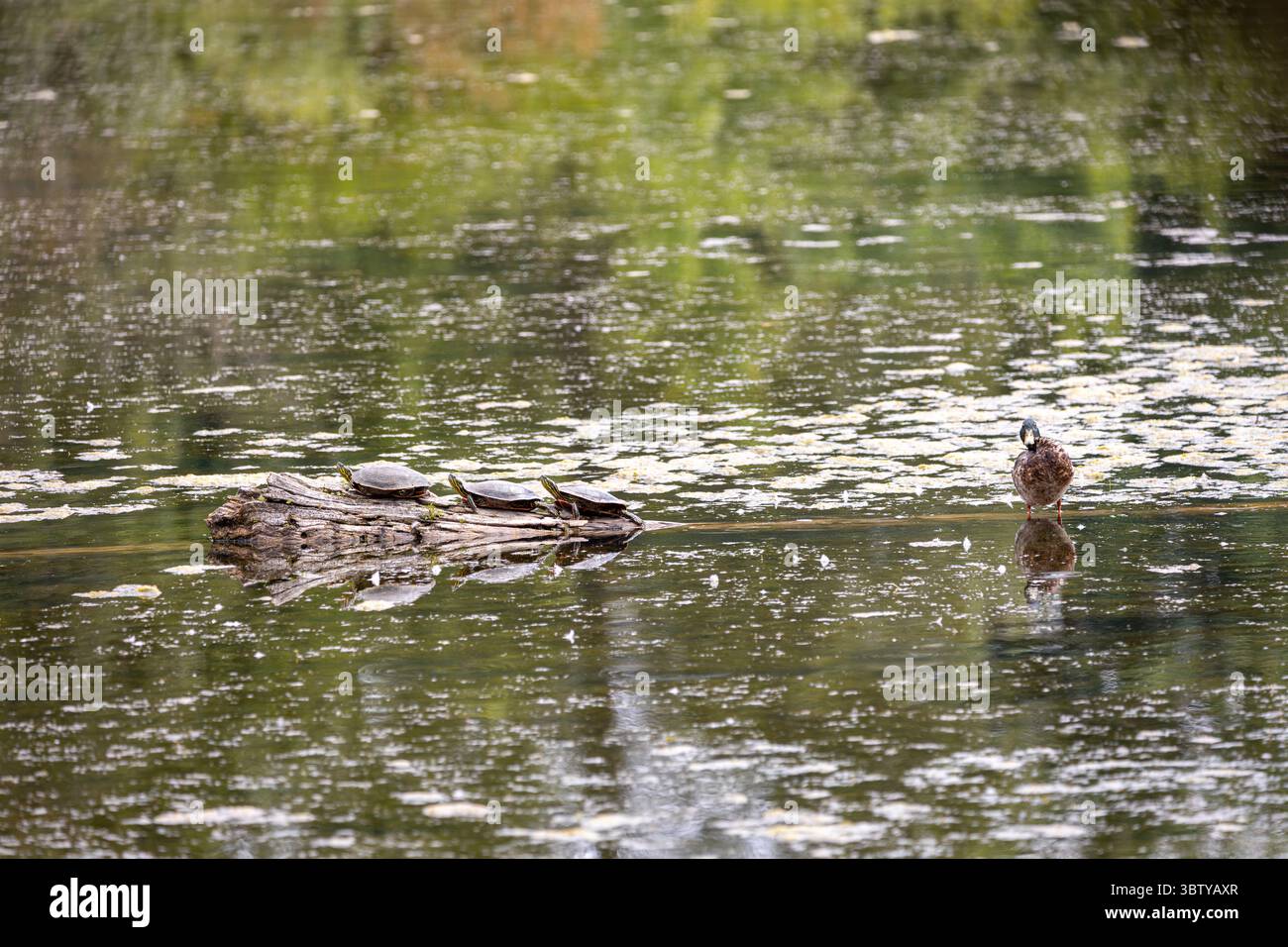 Turtles Sunbathing on Log with Duck in Peaceful Lily Pad Pond Stock ...