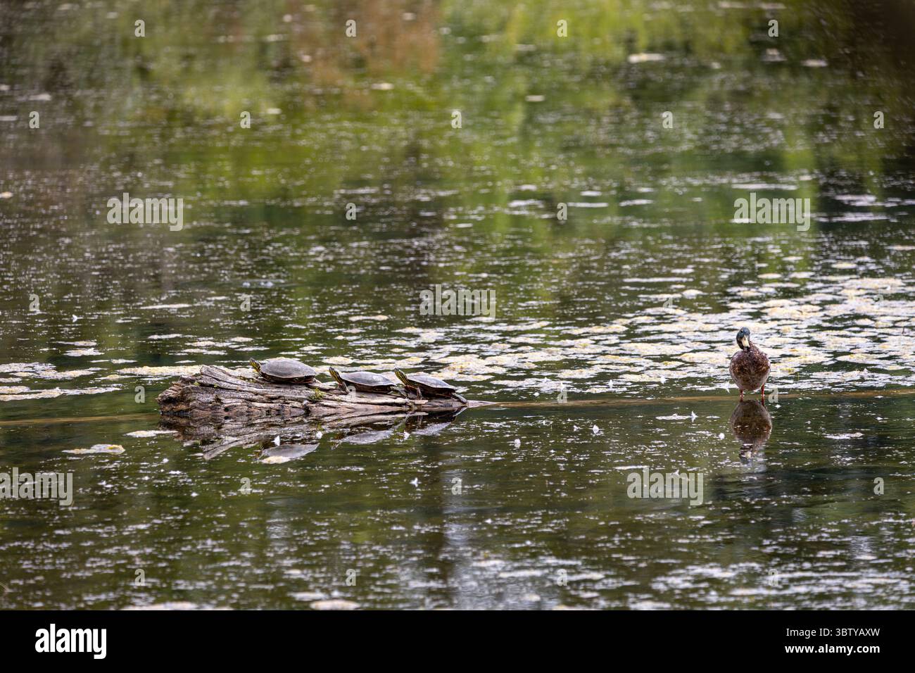 Turtles Sunbathing on Log with Duck in Peaceful Lily Pad Pond Stock ...