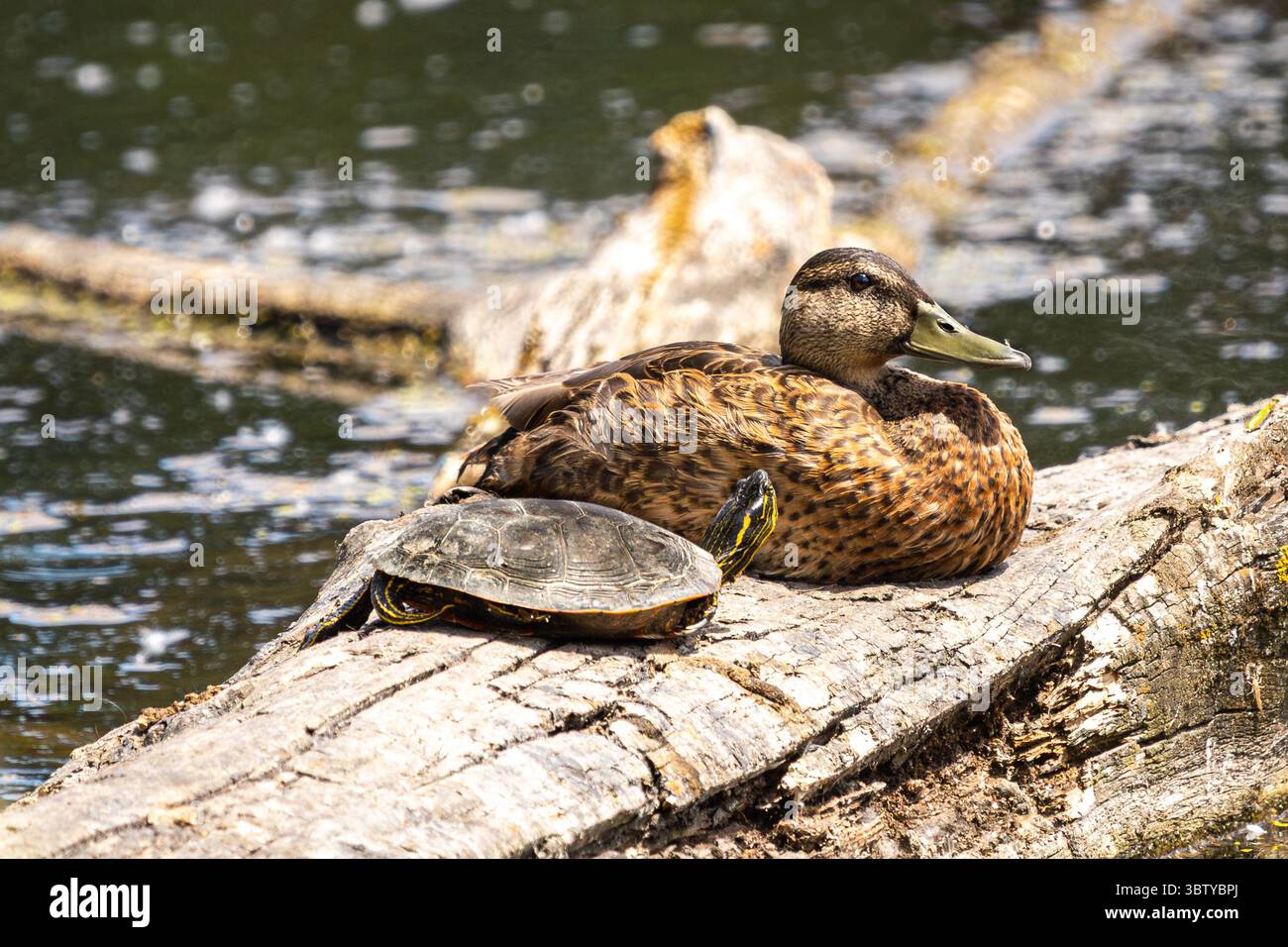 Duck and Turtle Resting Together on Sunlit Log in Lake Stock Photo - Alamy
