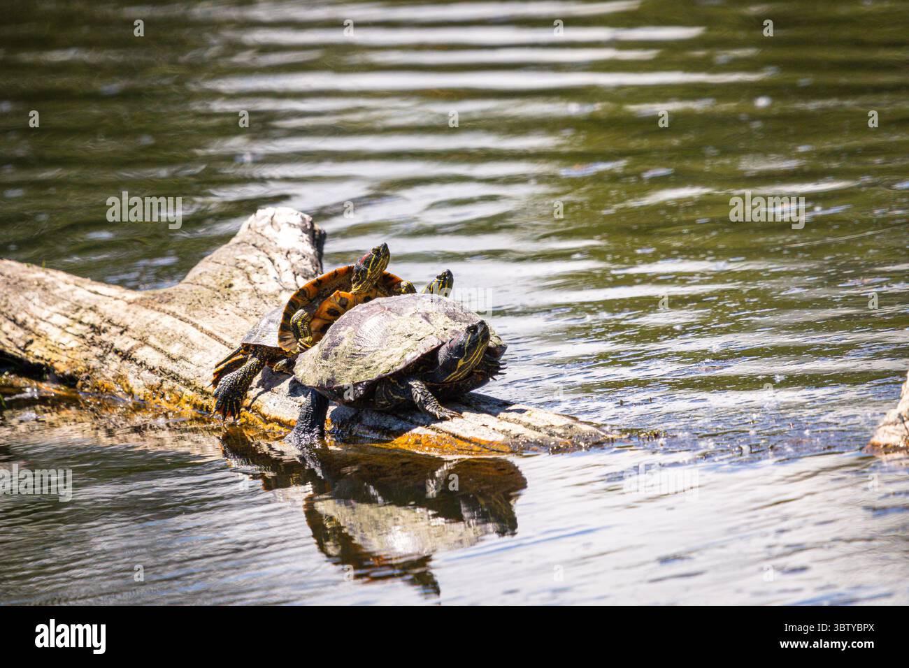 Freshwater turtle basking on log hi-res stock photography and images ...
