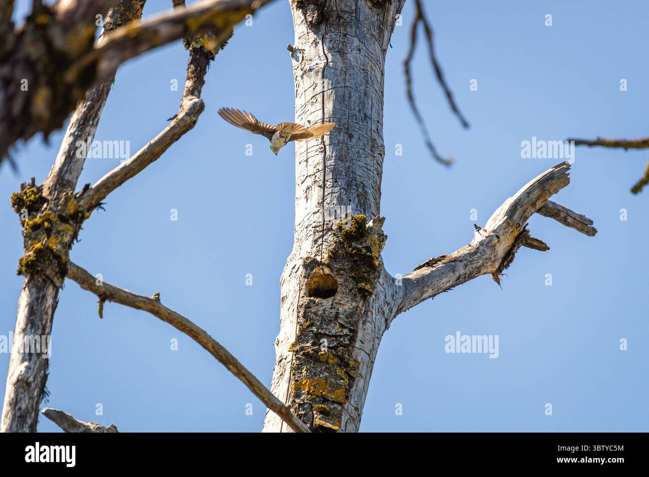 Tree Swallow in Flight Near Nesting Cavity in Dead Tree Trunk Stock ...