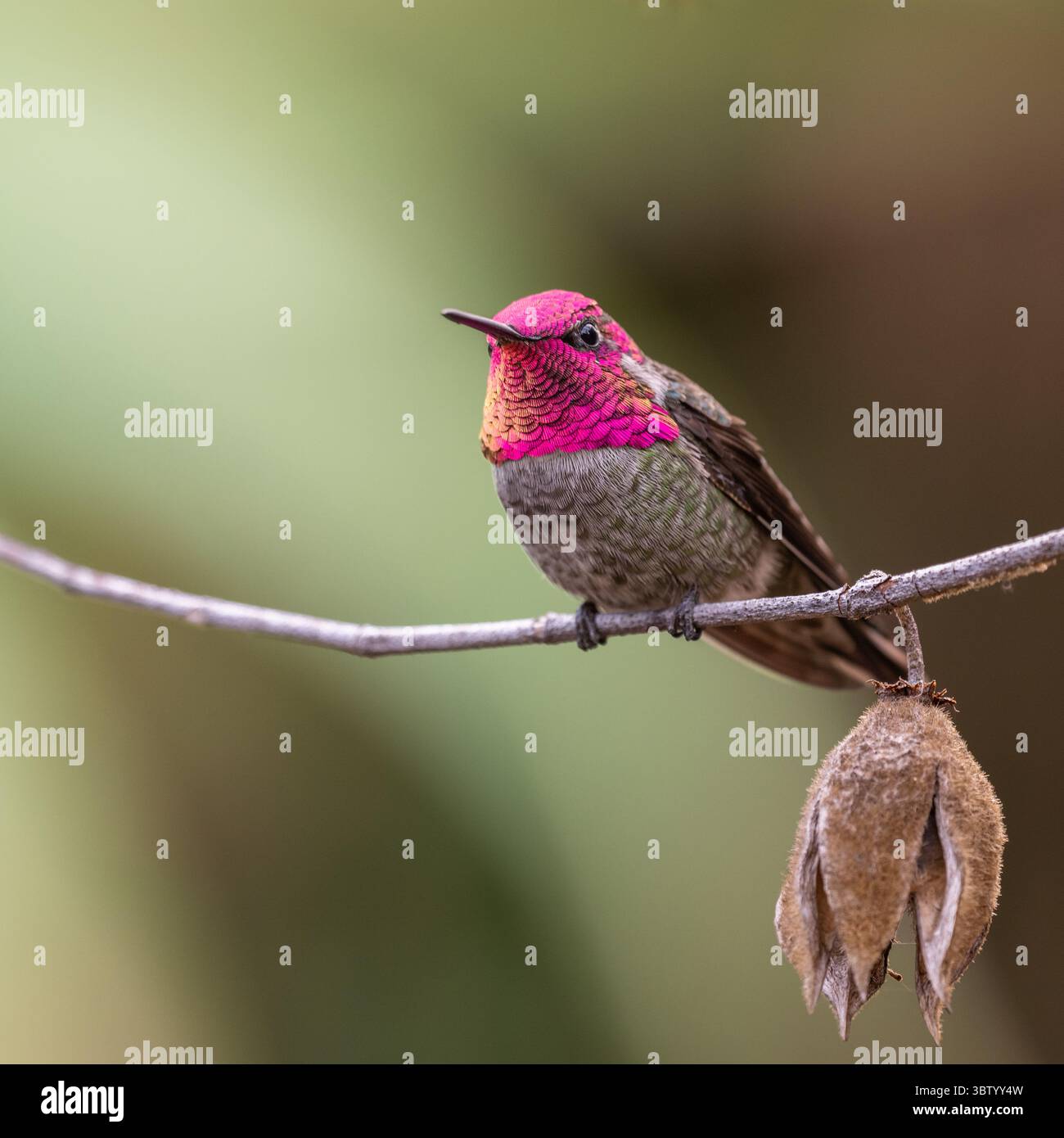 Male anna's hummingbird (Calypta anna) displaying its gorget. Anna's ...
