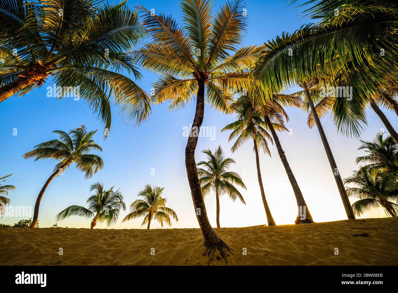 Palm trees at Camana Bay marina at sunrise, George Town, Grand Cayman ...