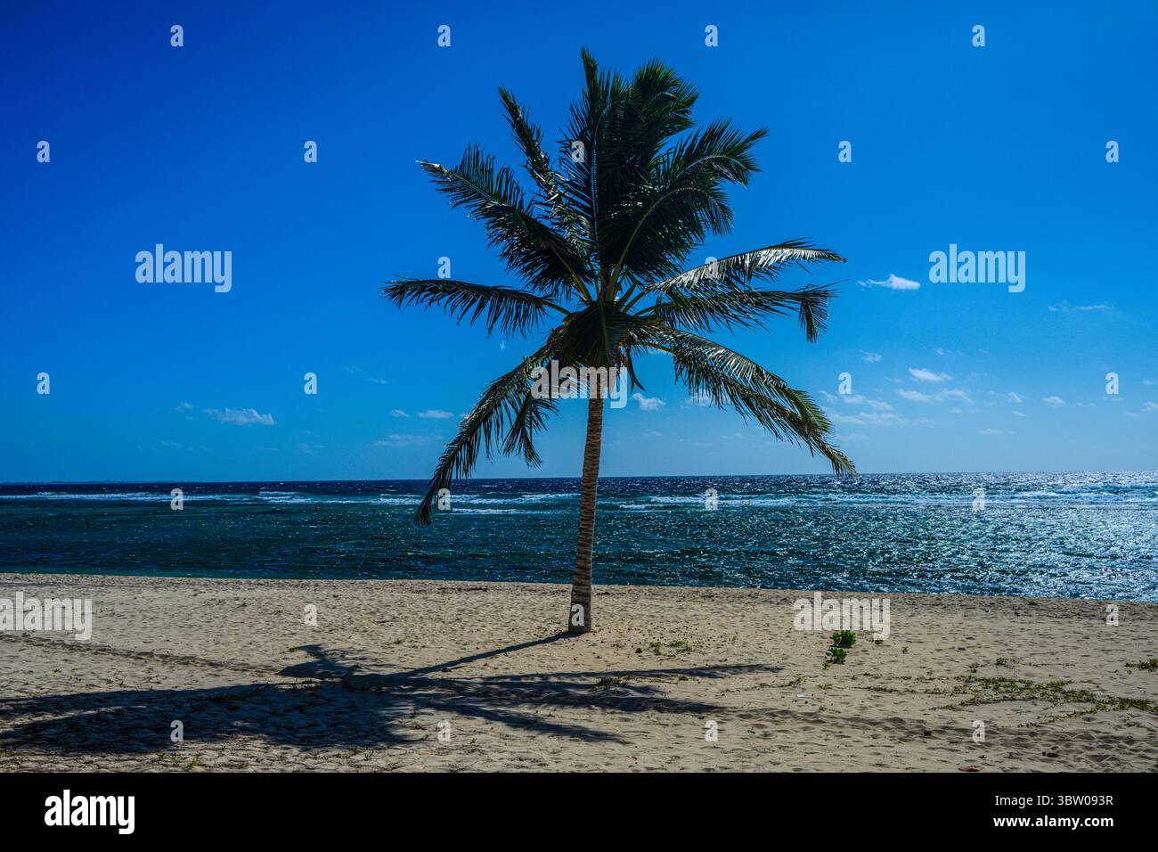 Palm tree on the beach, East End, Grand Cayman, Cayman Islands Stock ...