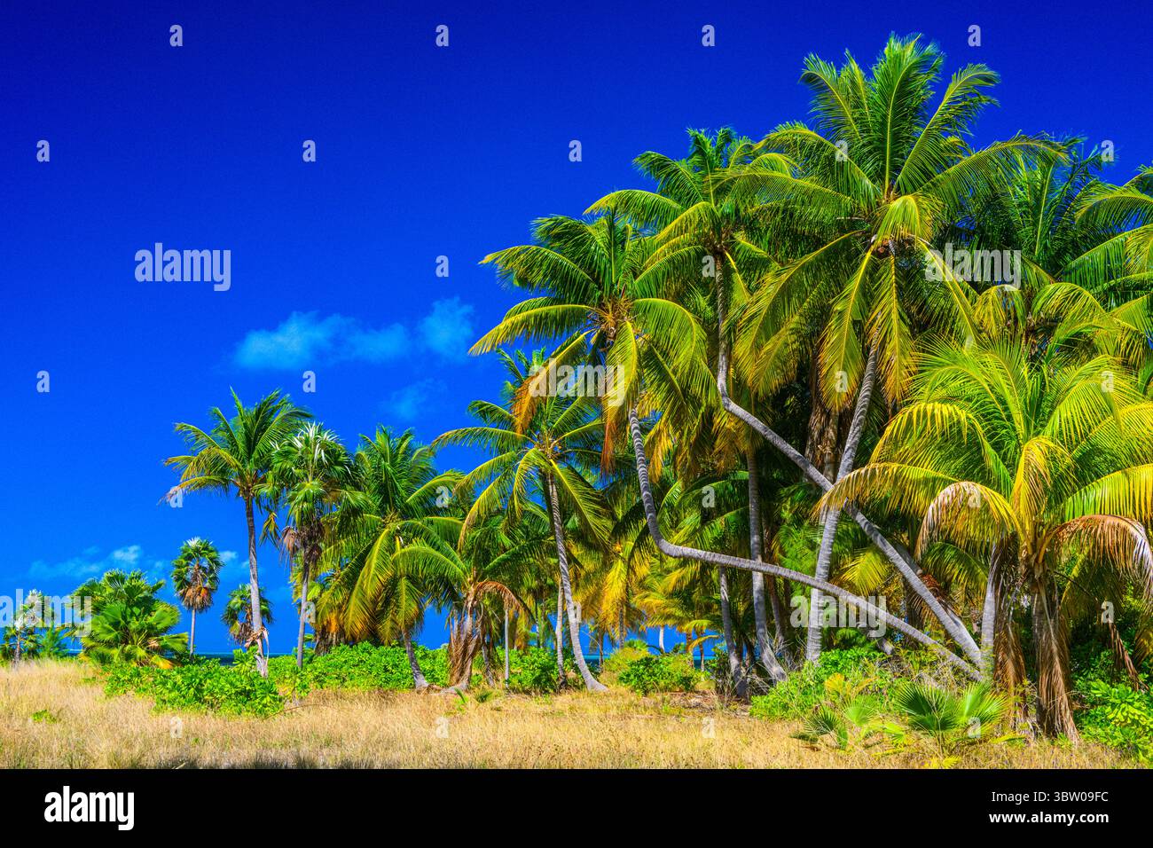 Palm trees, the Caribbean, Rum Point, Grand Cayman- North Side, Cayman ...