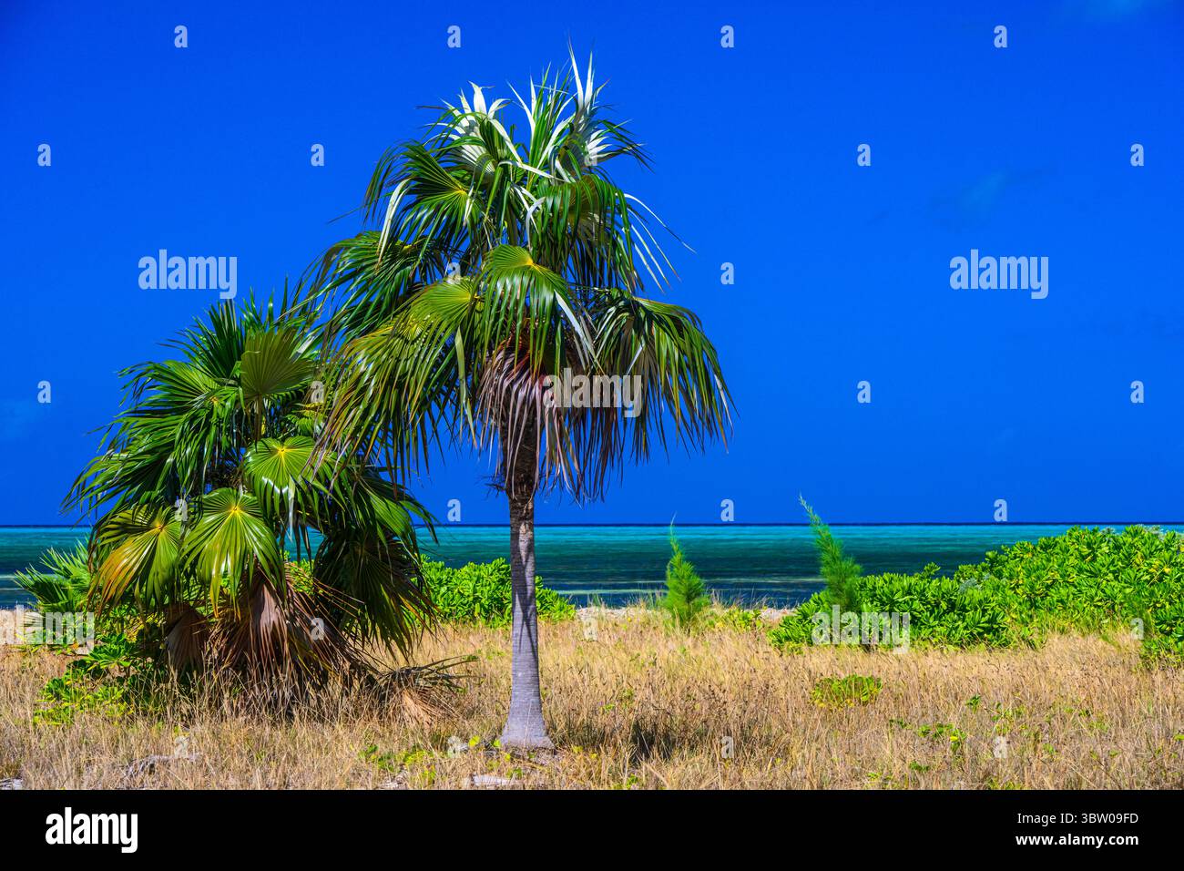 Palm trees, the Caribbean, Rum Point, Grand Cayman- North Side, Cayman ...