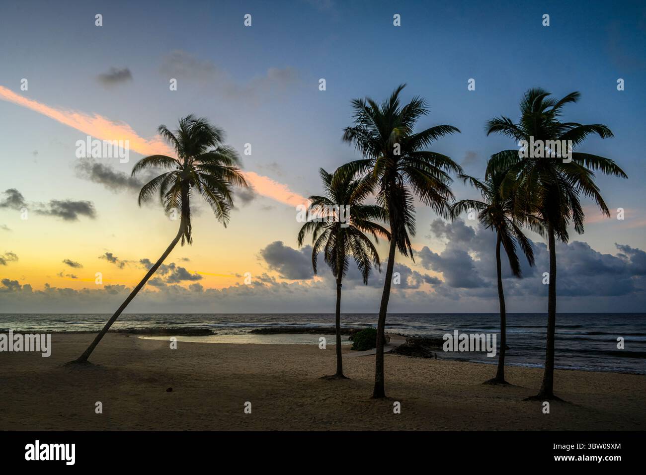 Palm trees on the beach at sunrise, Beach Bay Road Beach, Grand Cayman ...