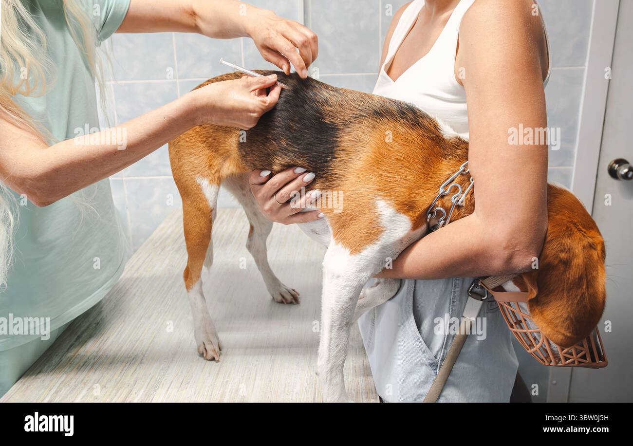 Veterinarian administering injection dog hi-res stock photography and ...