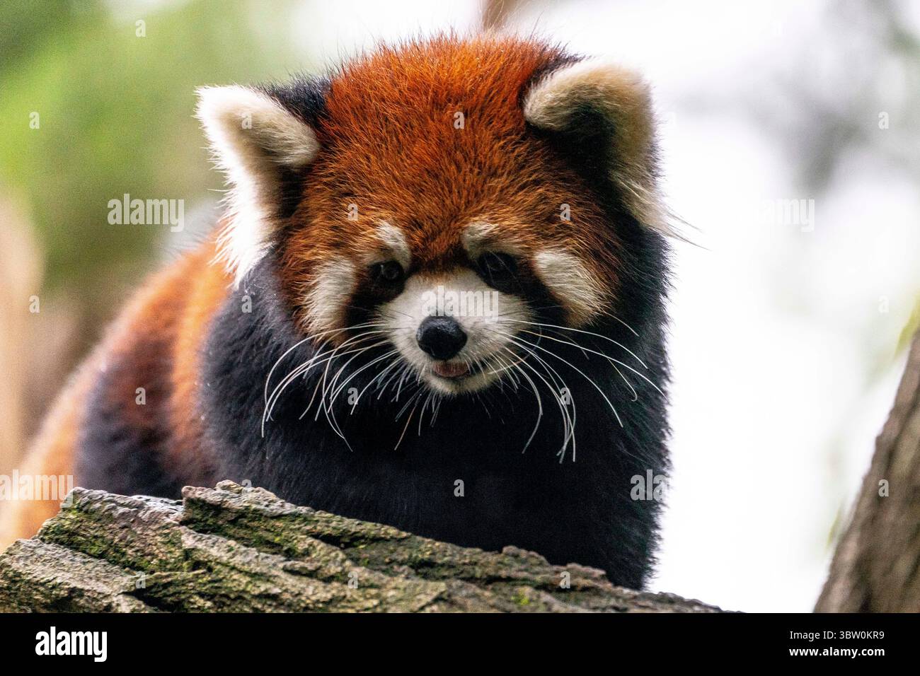 October 23, 2020, Seattle, Washington, USA: A red panda cub climbs a ...