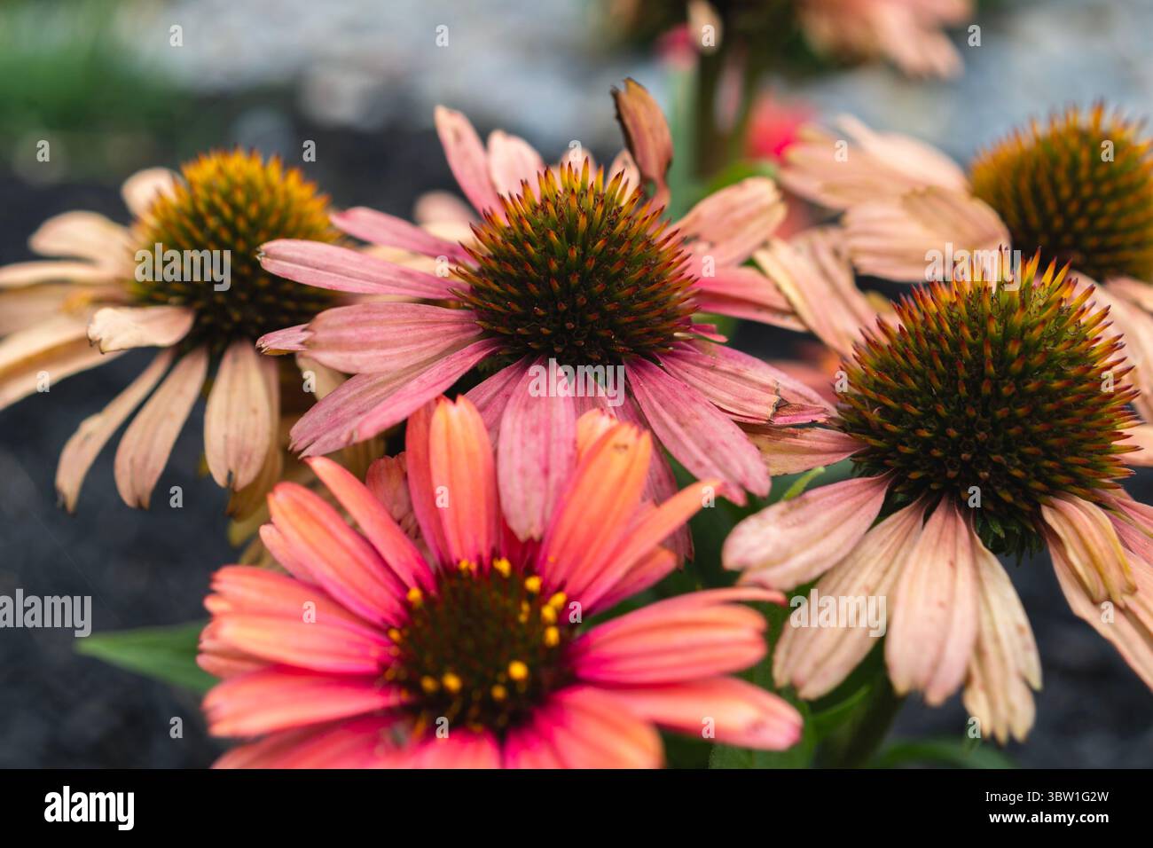 Selective focus of Echinacea Butterfly flowers, Echinacea Butterfly is ...