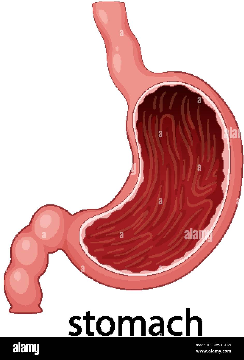 Realistic stomach colors hi-res stock photography and images - Alamy