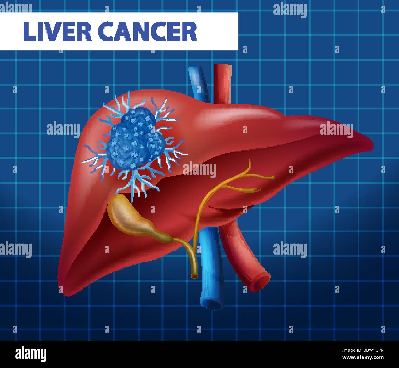 Study details anatomical structure Stock Vector Images - Alamy