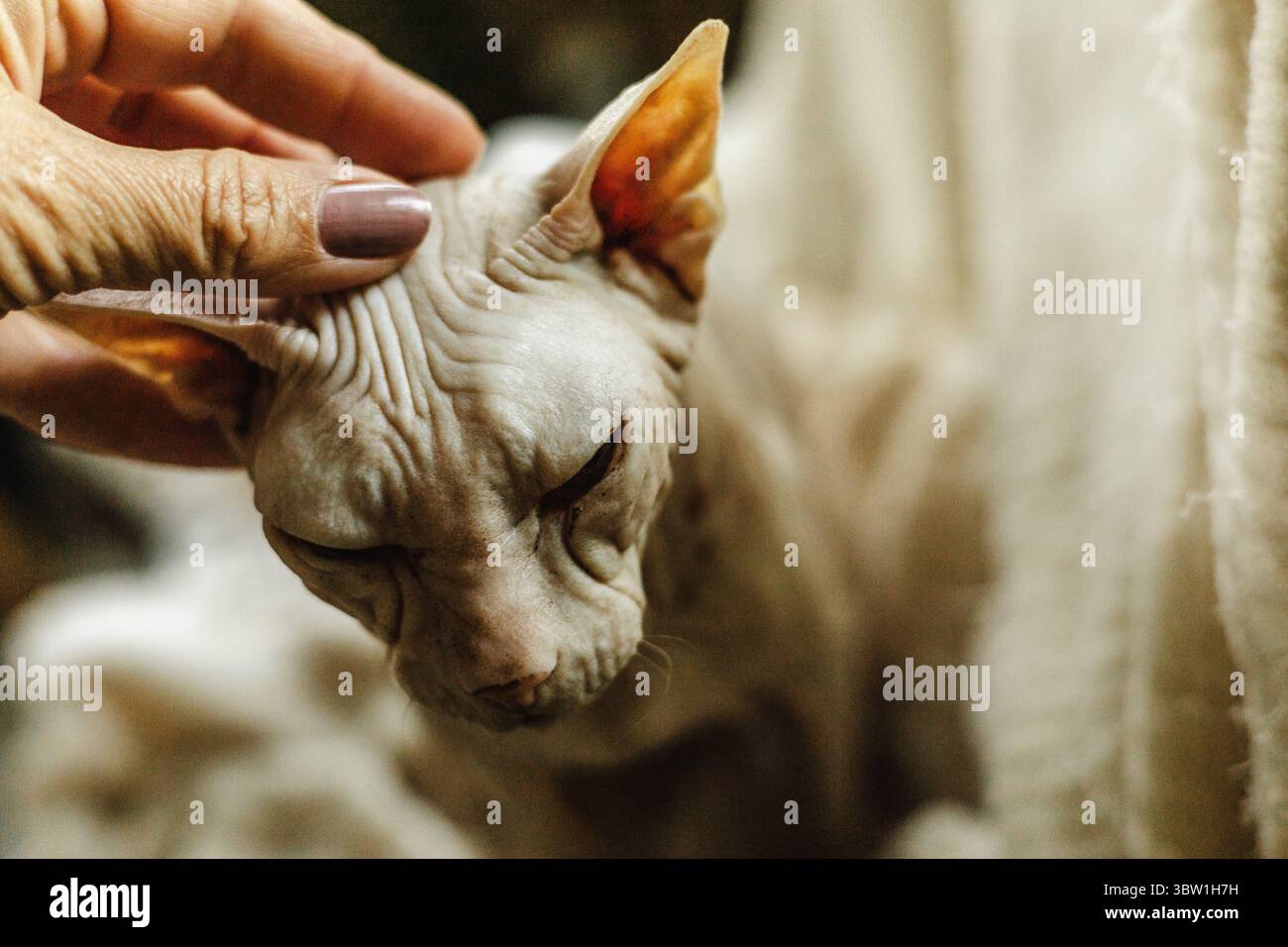 Hand gently petting sphynx cat with closed eyes, close-up of wrinkled ...