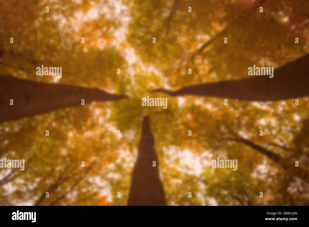 Fall autumn leaves colors trees season seasons hi-res stock photography ...