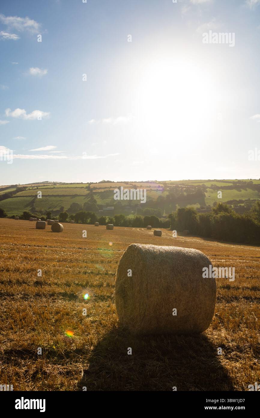Large hay bale is standing on golden field in flat design vector ...