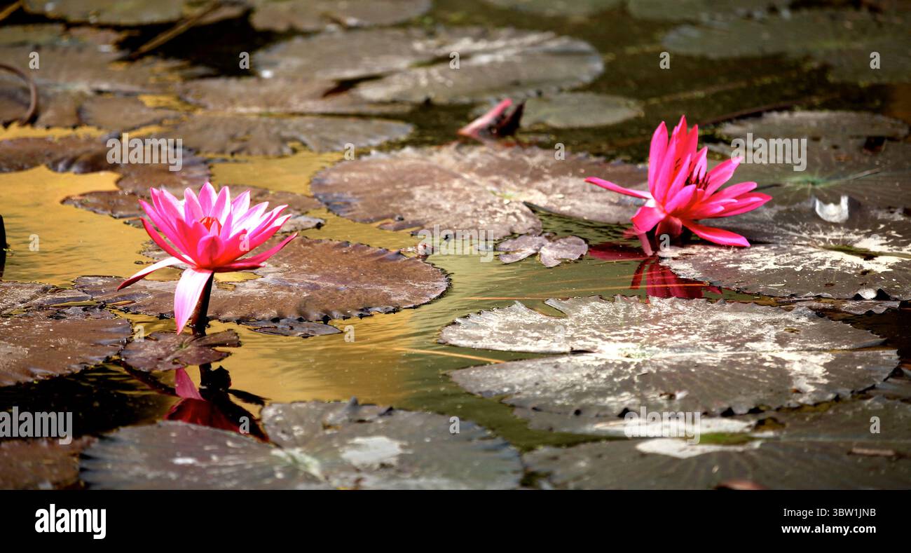 Vibrant pink water lilies gracefully bloom on a serene pond, surrounded ...