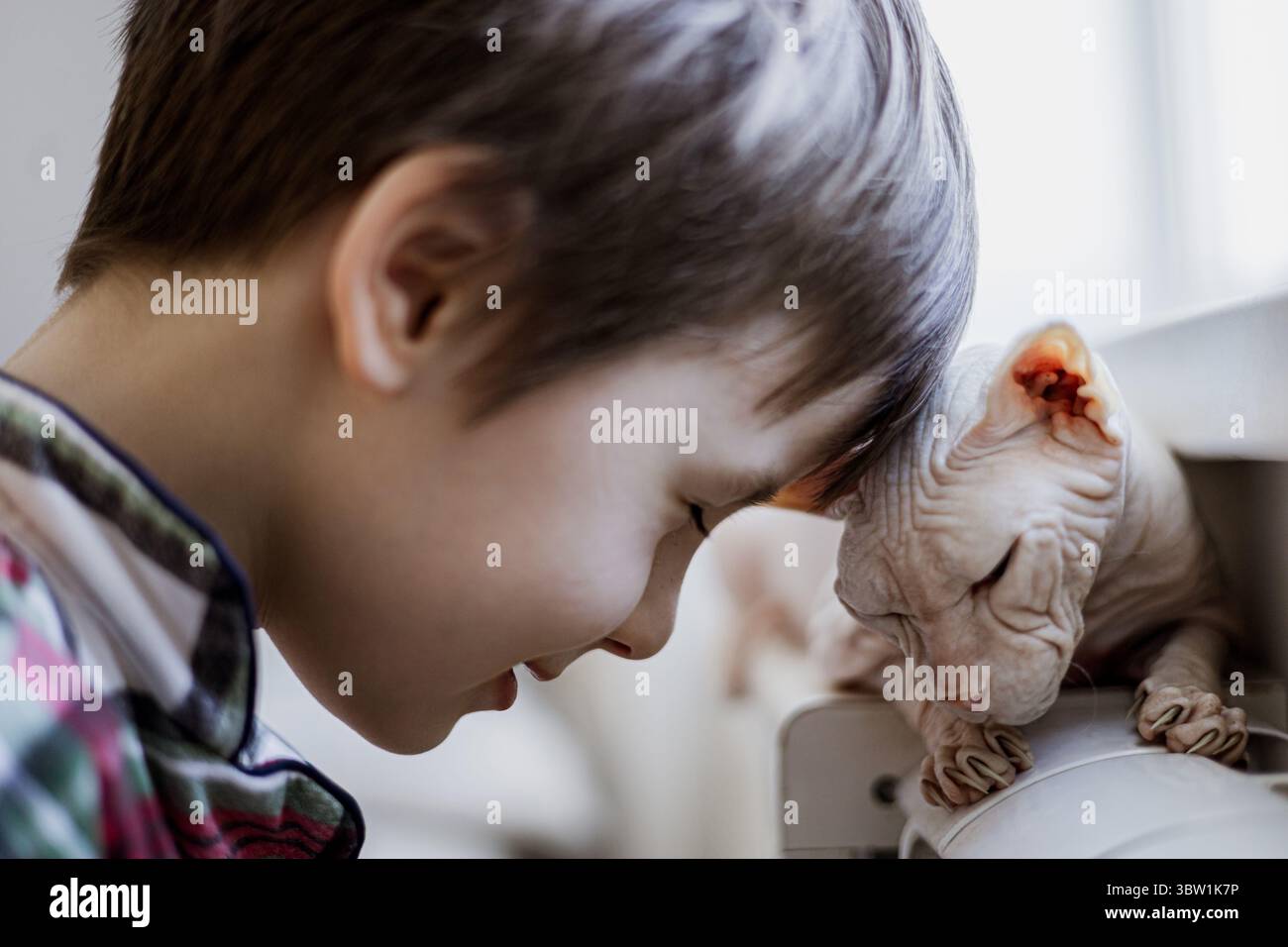 Boy touching foreheads with Sphynx cat, tender moment, love and ...