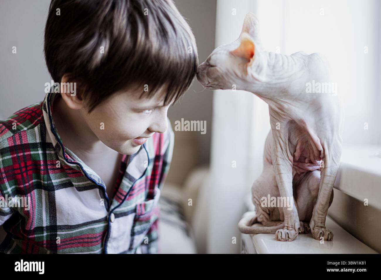 Boy smiling at Sphynx cat near window, playful moment, hairless cat ...