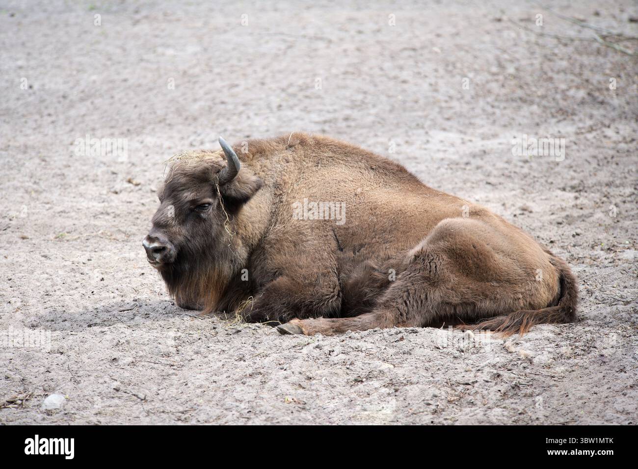 European bison breeding center hi-res stock photography and images - Alamy