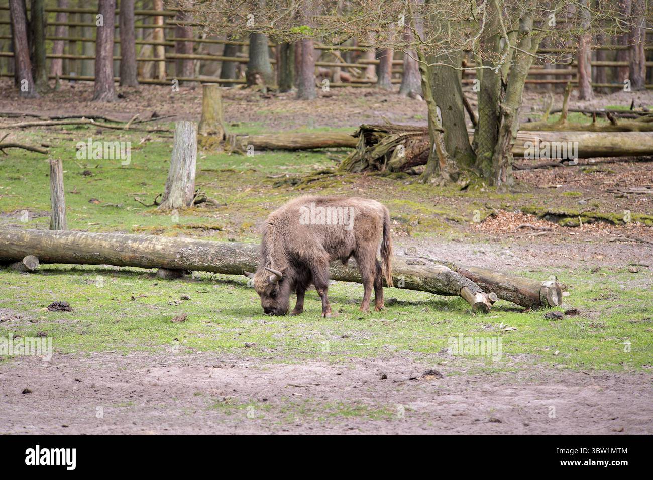 European bison breeding center hi-res stock photography and images - Alamy