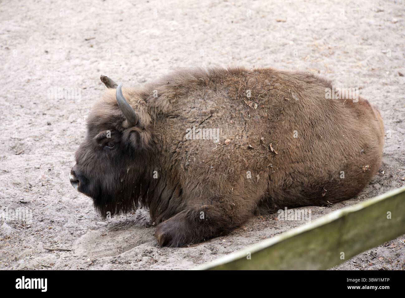 European bison breeding center hi-res stock photography and images - Alamy