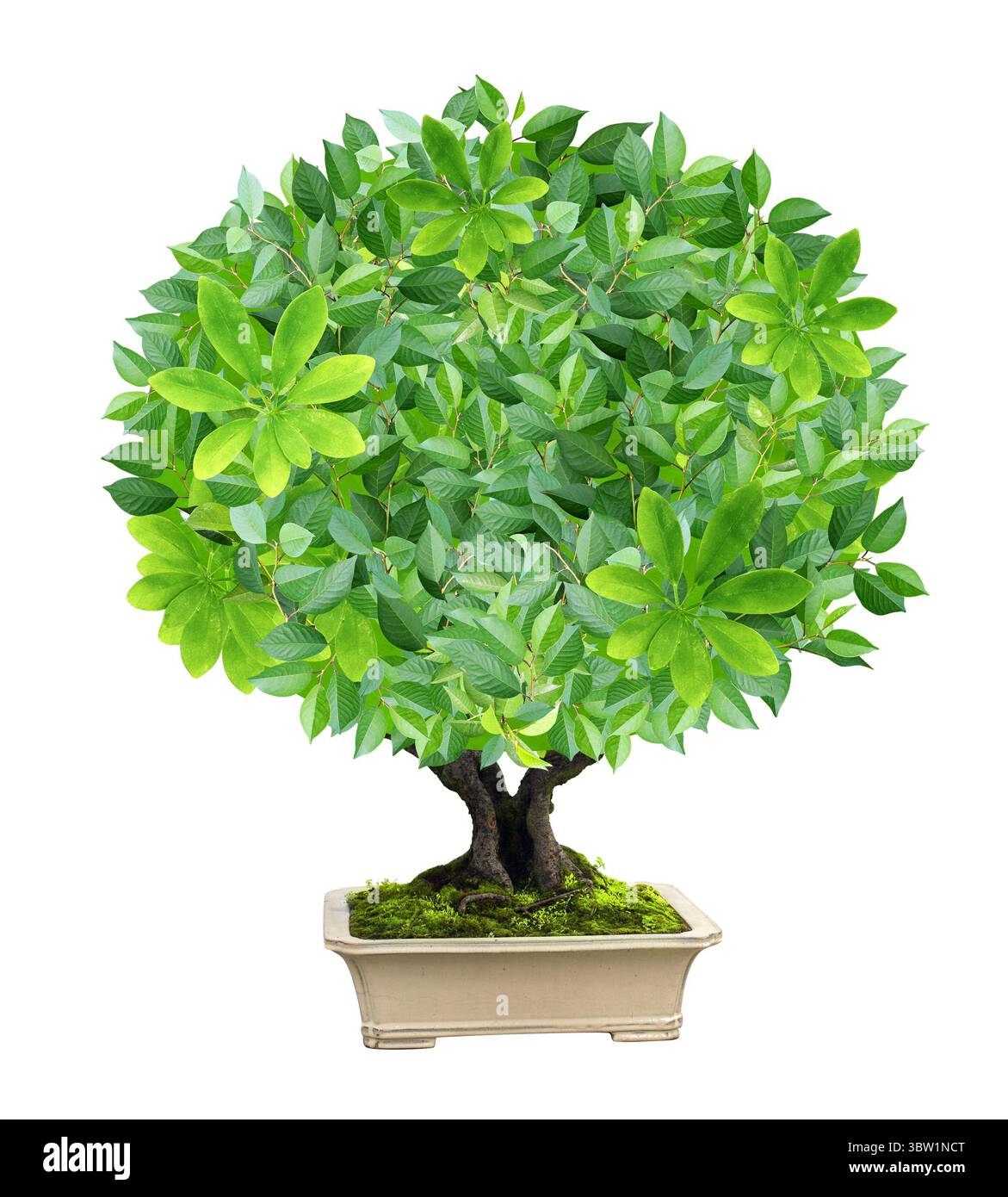 Zero waste pot Cut Out Stock Images & Pictures - Alamy