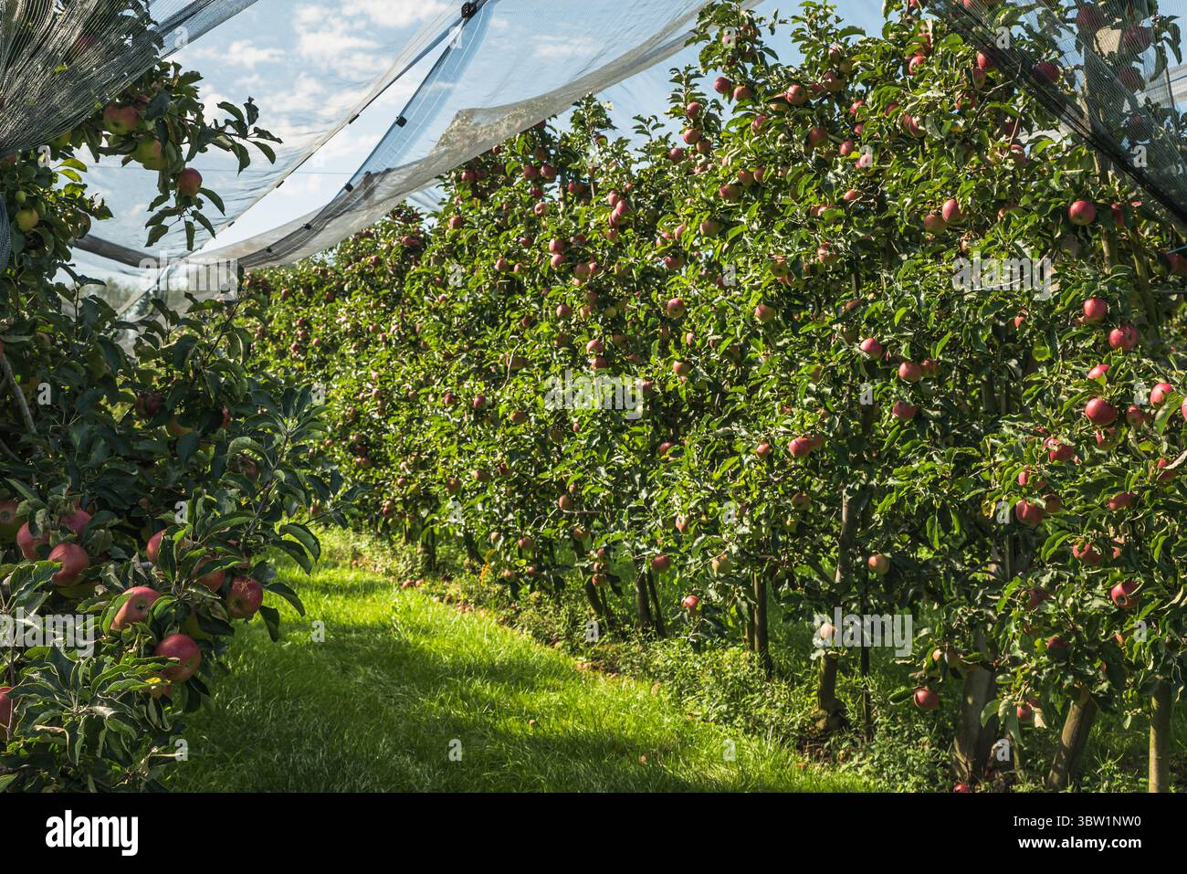 Rows of apple trees with ripe red apples (Malus domestica) in an ...