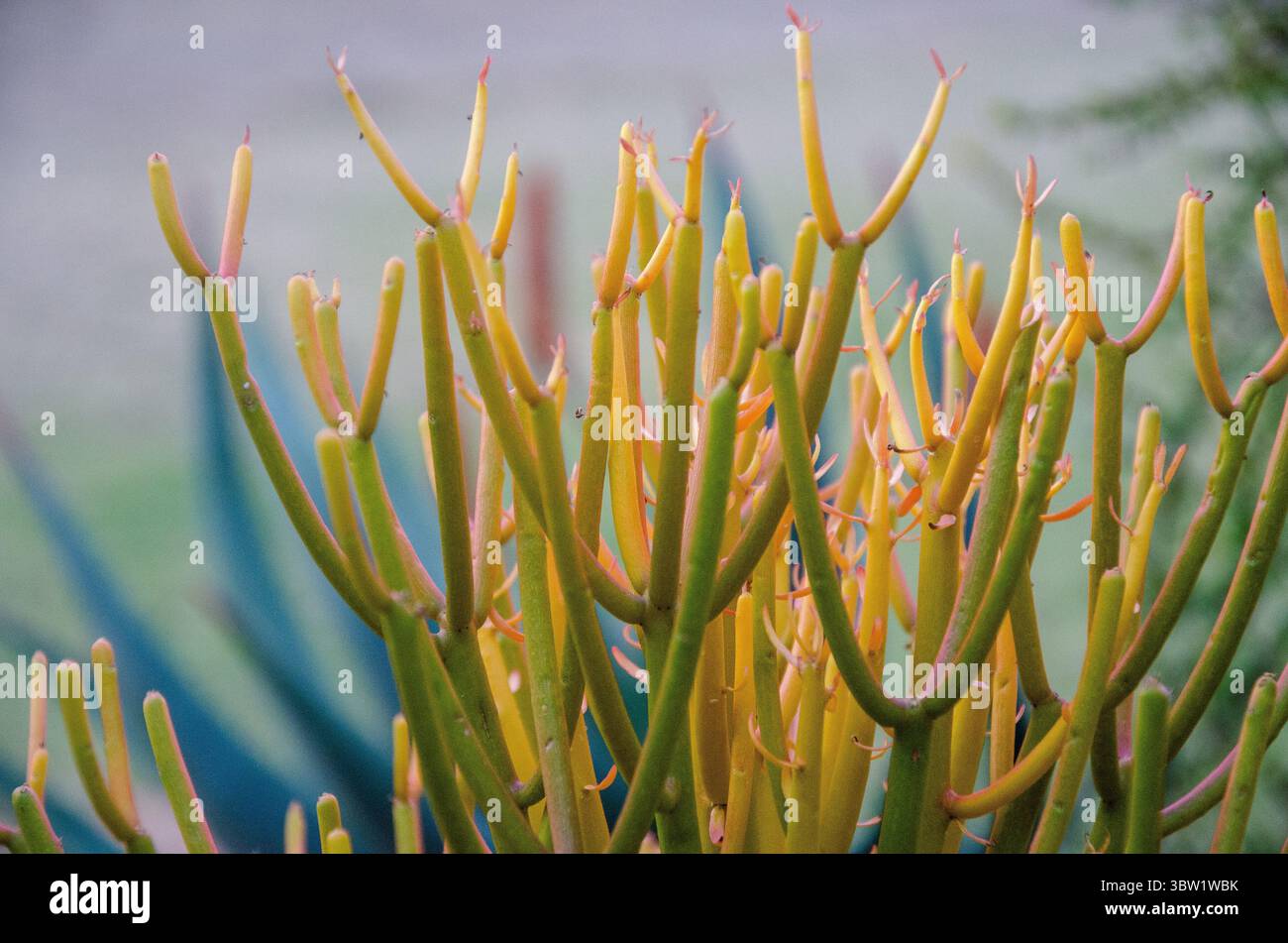 Euphorbia tirucalli plant vibrant hi-res stock photography and images ...