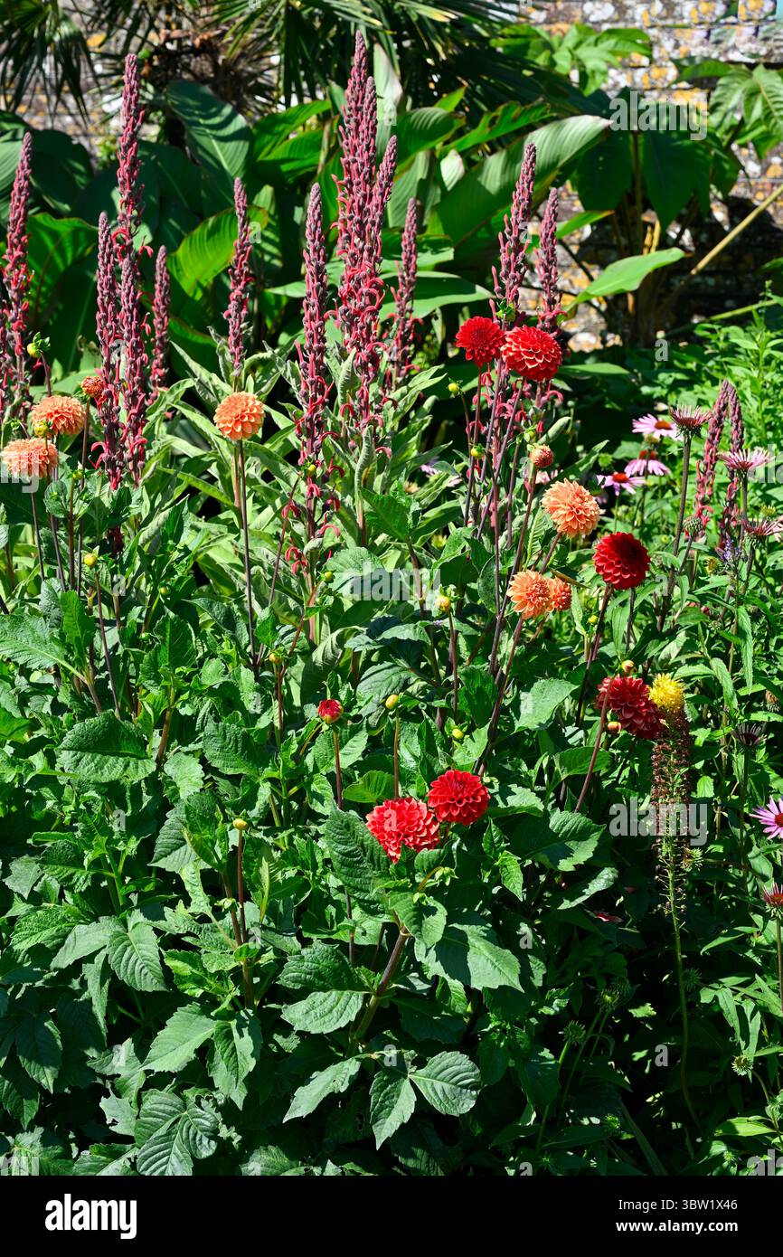 Hot border of mixed plants including Red tubular summer flowers of ...