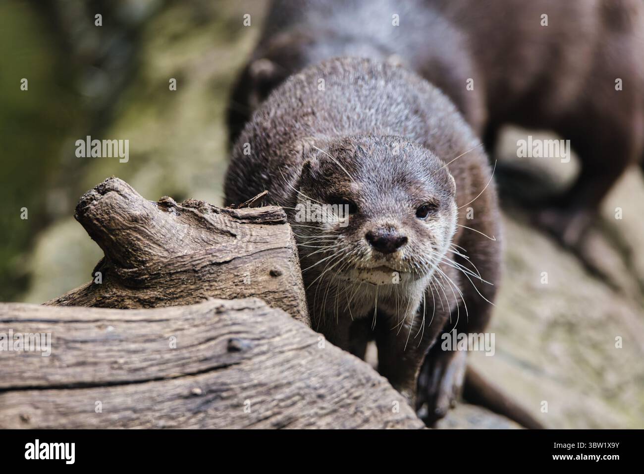 otter in the water wildlife nature Stock Photo - Alamy