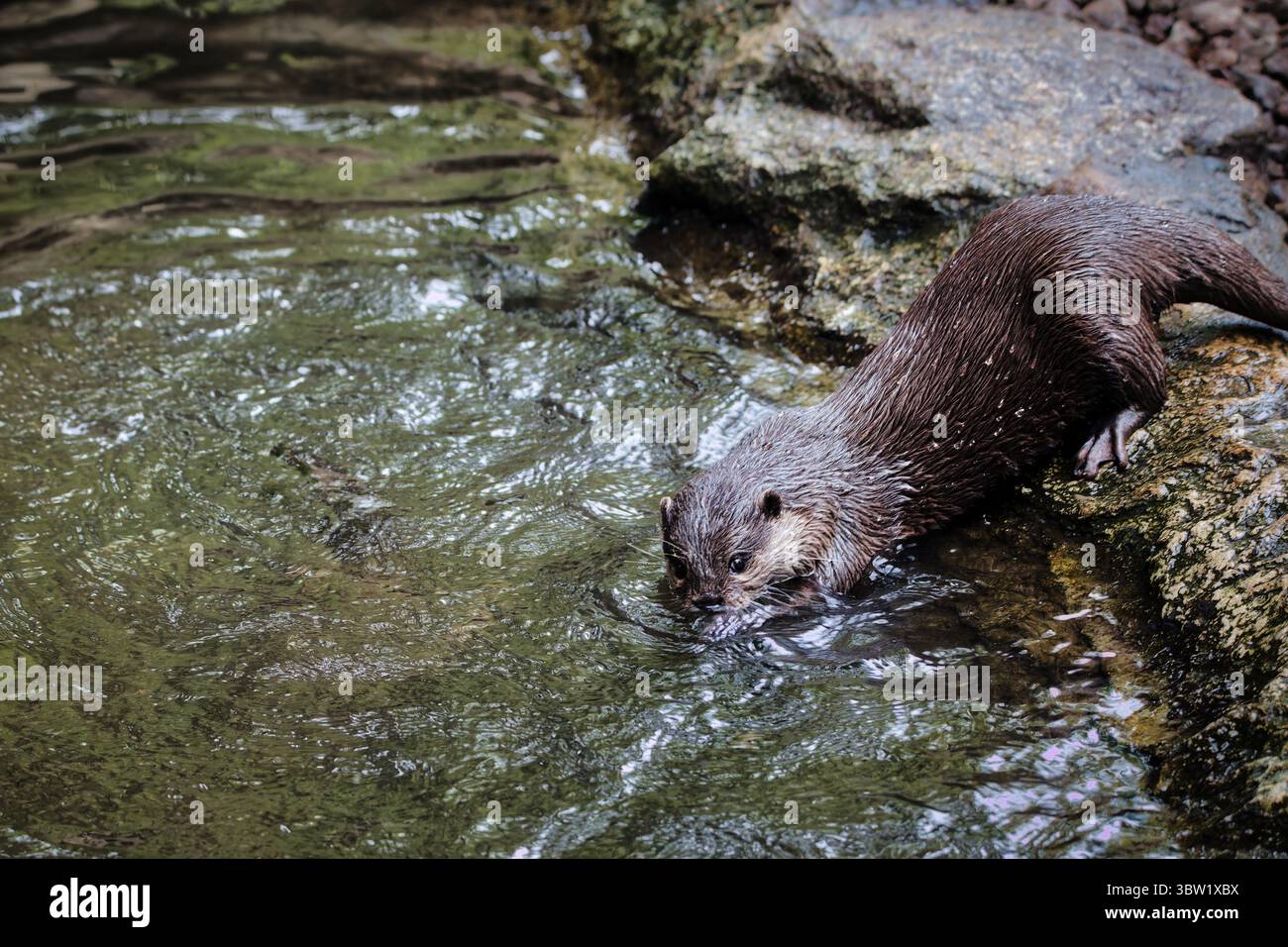 Wildlife otter image hi-res stock photography and images - Alamy