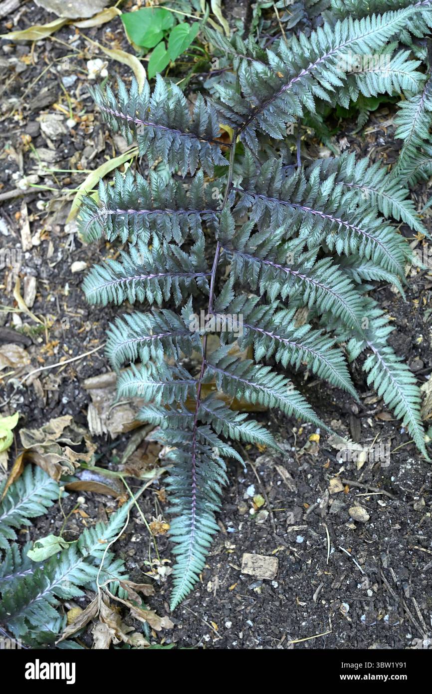 Decorative fronds of painted lady fern, Athyrium niponicum var. pictum ...