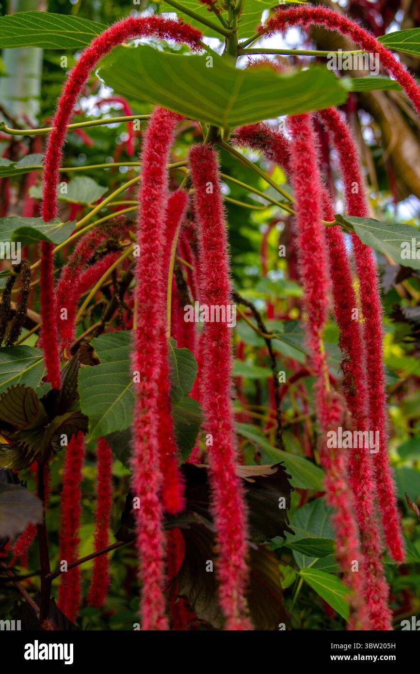 Close-up of Acalypha hispida, or Chenille plant, with long red fuzzy ...