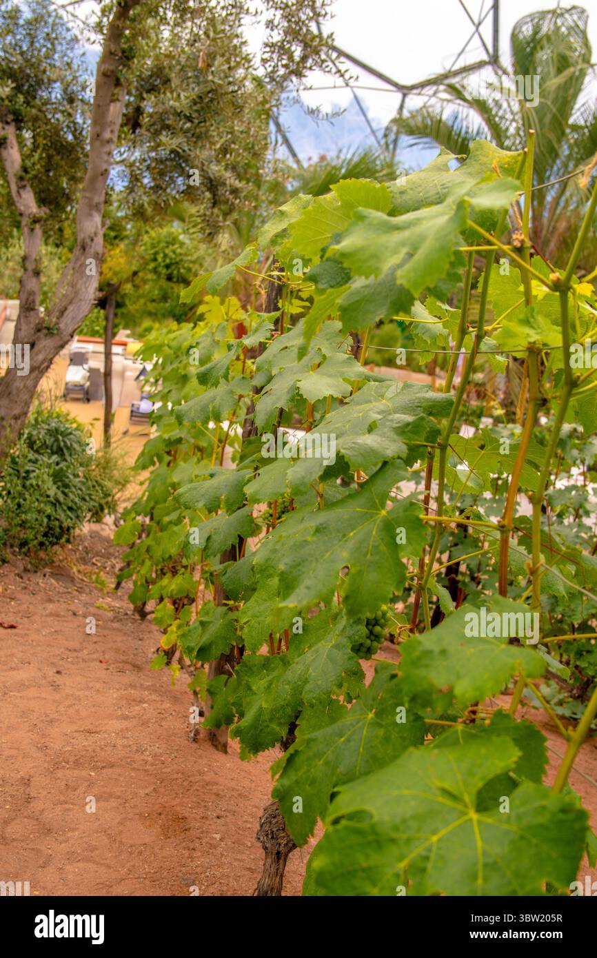 Grapevine in a greenhouse hi-res stock photography and images - Alamy