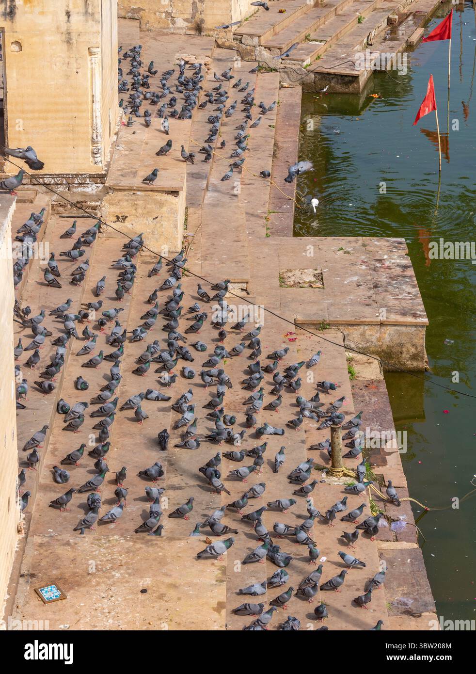 Pigeons on Ghat Steps by the Sacred Lake in Pushkar, India Stock Photo ...