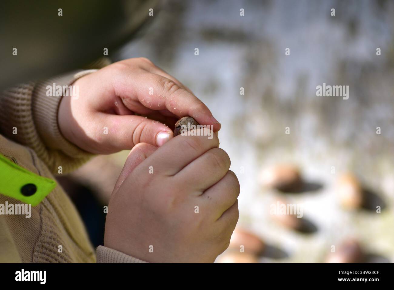 Close-up of child hands holding and examining acorn nut outdoors. Scene ...
