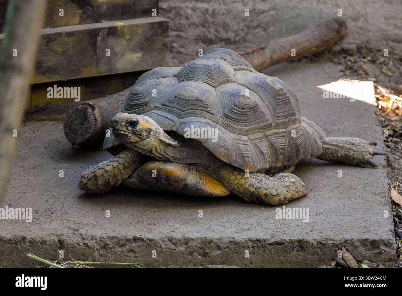 Close up large tortoise detailed hi-res stock photography and images ...